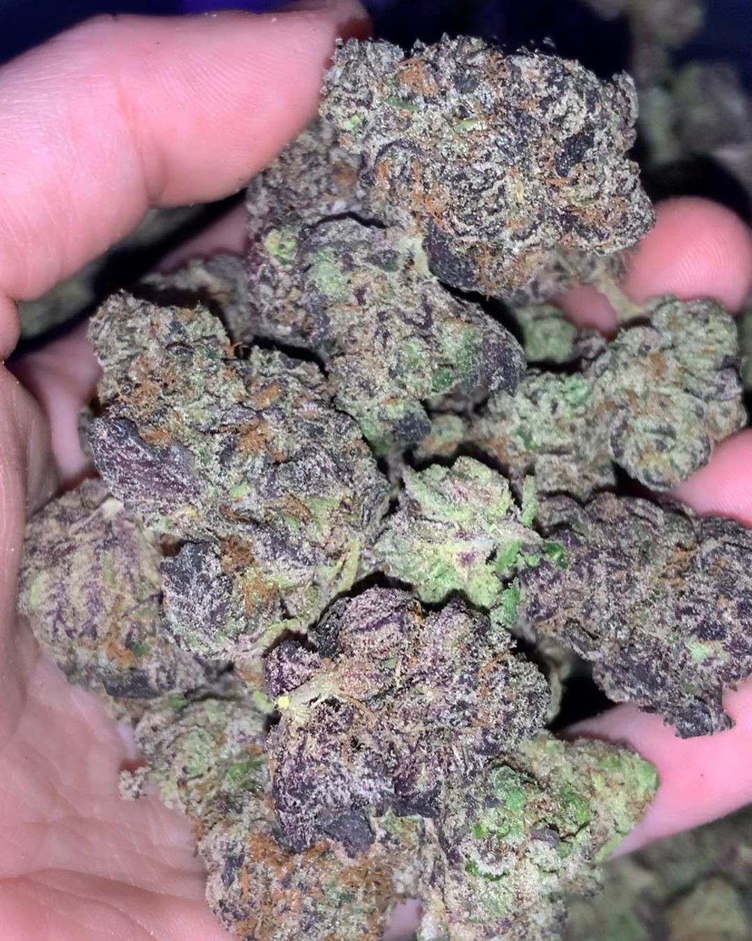 Strain Review: Pink Runtz (Runtz Pheno) - The Highest Critic Strain Review: Pink Runtz (Runtz Pheno) - The Highest Critic