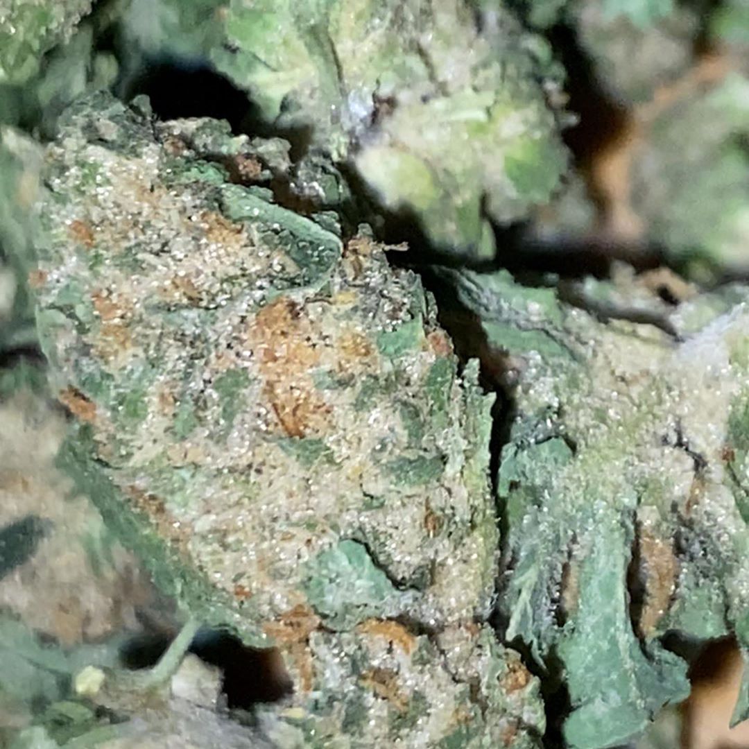 Strain Review Wonka Bars By Frosty Flowers The Highest Critic