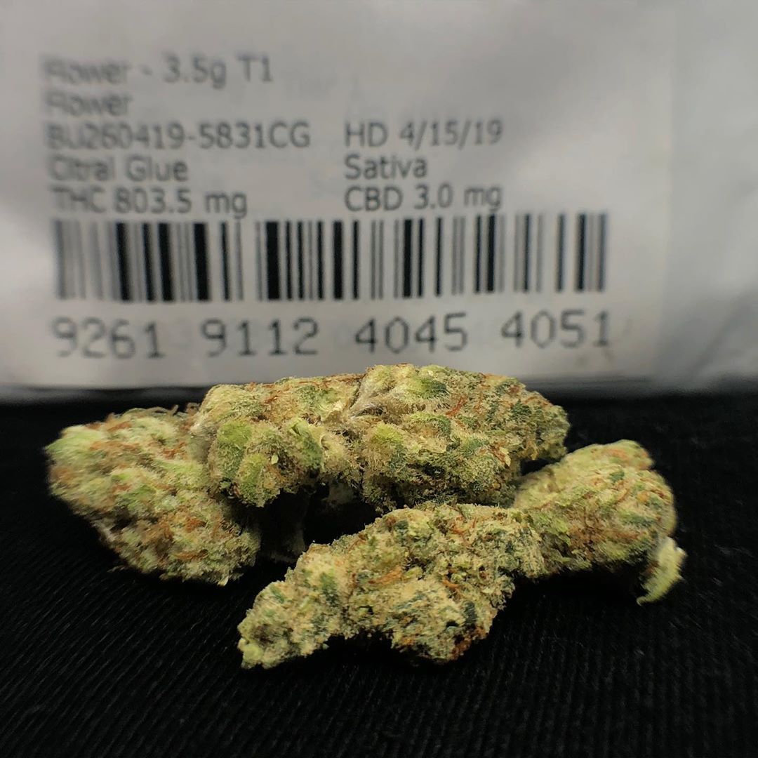 Strain Review: Citral Glue by MÜV - The Highest Critic Strain Review: Citral Glue by MÜV - The Highest Critic