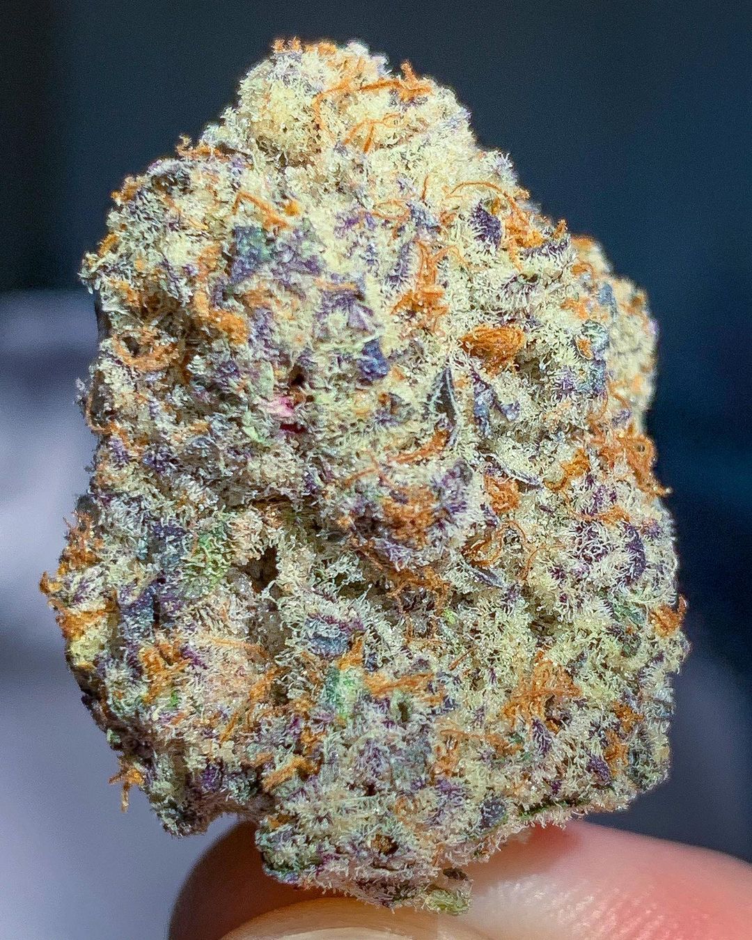 Strain Review: Fidel's Oreoz by Gas No Brakes - The Highest Critic Strain Review: Fidel's Oreoz by Gas No Brakes - The Highest Critic