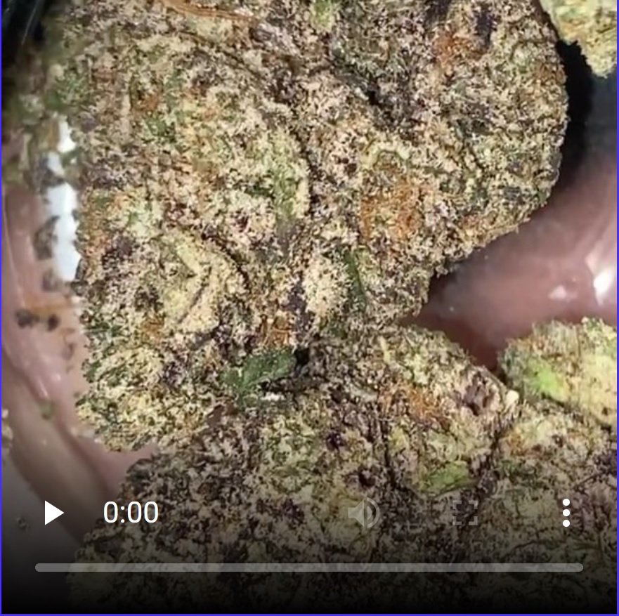 Strain Review Sherb Cream Pie By Jah Apothecary The Highest Critic